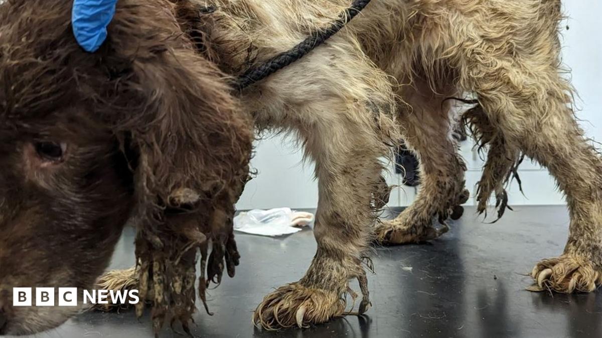 Somerset woman banned from owning dogs after neglect - BBC News