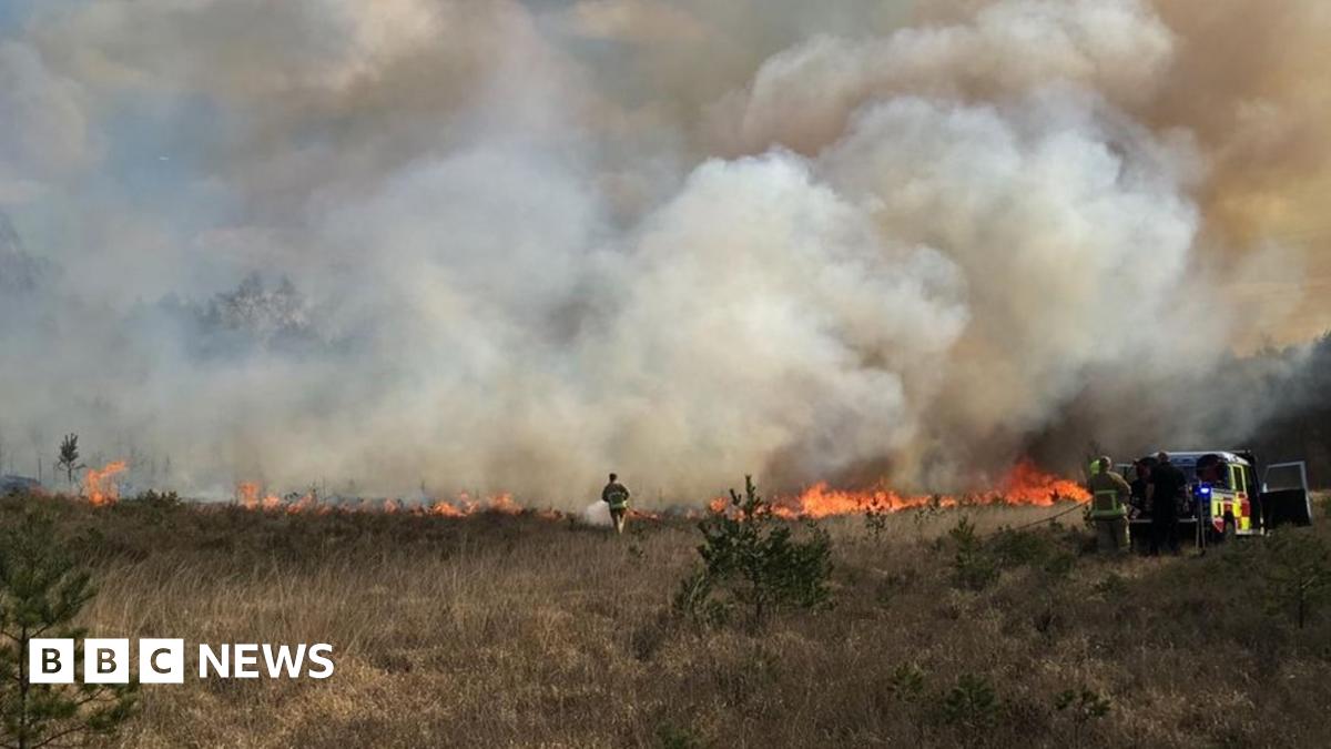 Chobham Common fire 'devastating' for wildlife - BBC News