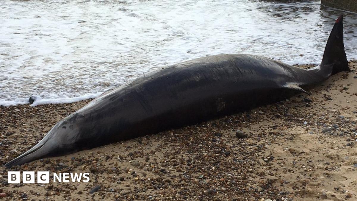 atlantic fish lowestoft