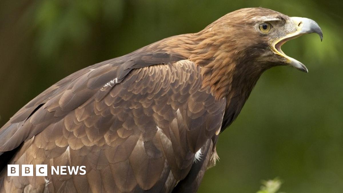 'Shortcomings' in SNH missing eagle investigation - BBC News