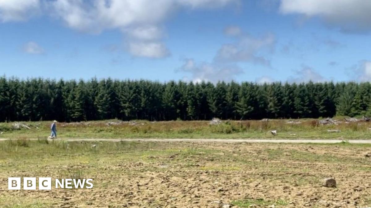 Davidstow Woods reopen after rave clean-up - BBC News