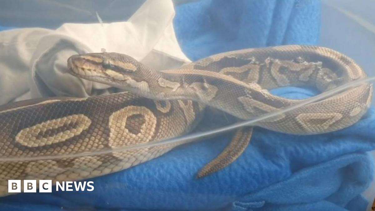 Stray 5ft python found at Islington house round boiler - BBC News