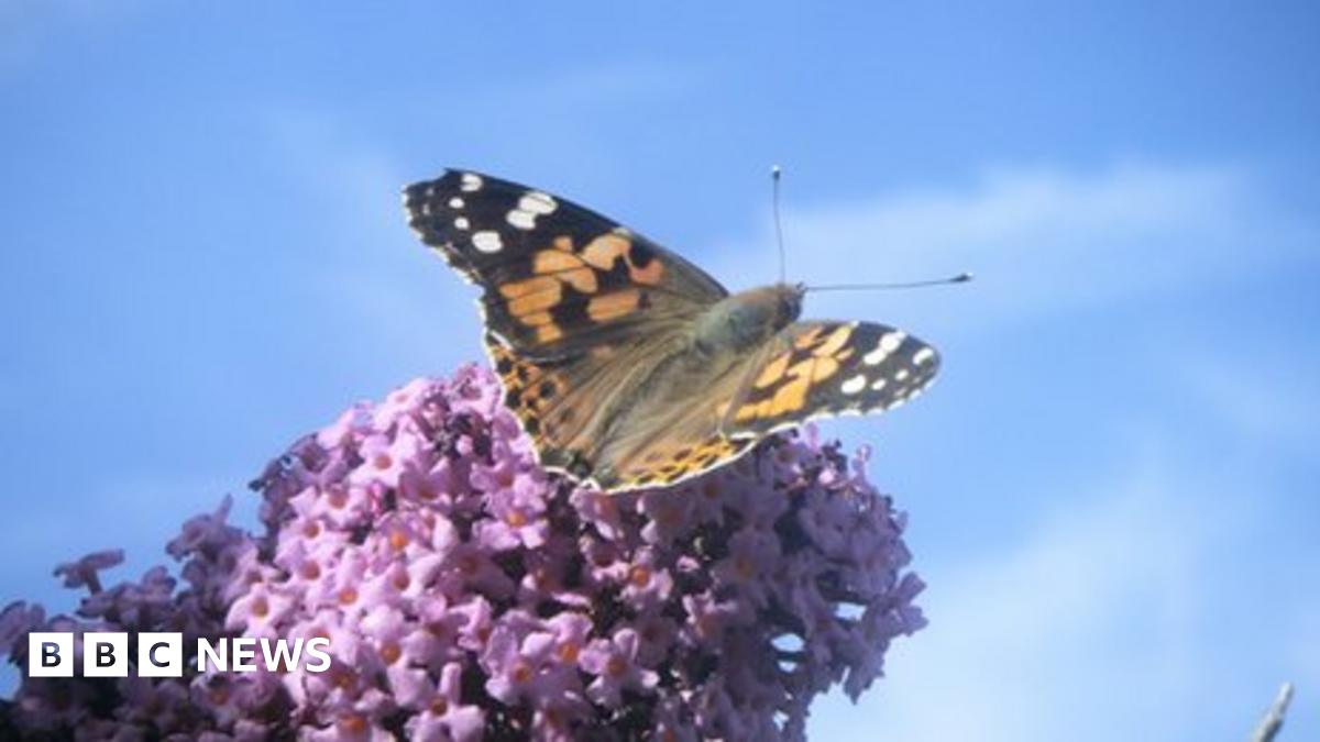 Trillions of high-flying migratory insects cross over UK - BBC News