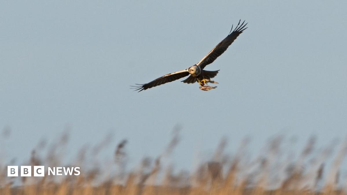 Protest at Hawk and Owl Trust nature reserve over management - BBC News