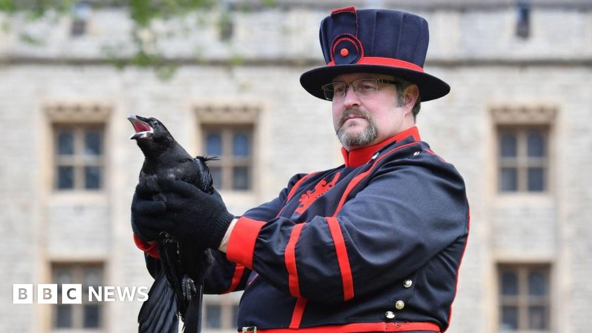 Tower of London: 'Adventurous' ravens have their wings clipped - BBC News