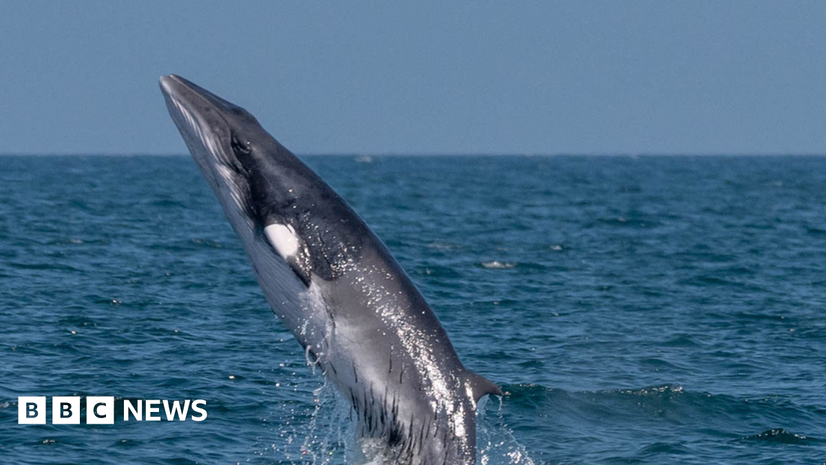 Minke whale seen leaping from water off Scarborough - BBC News