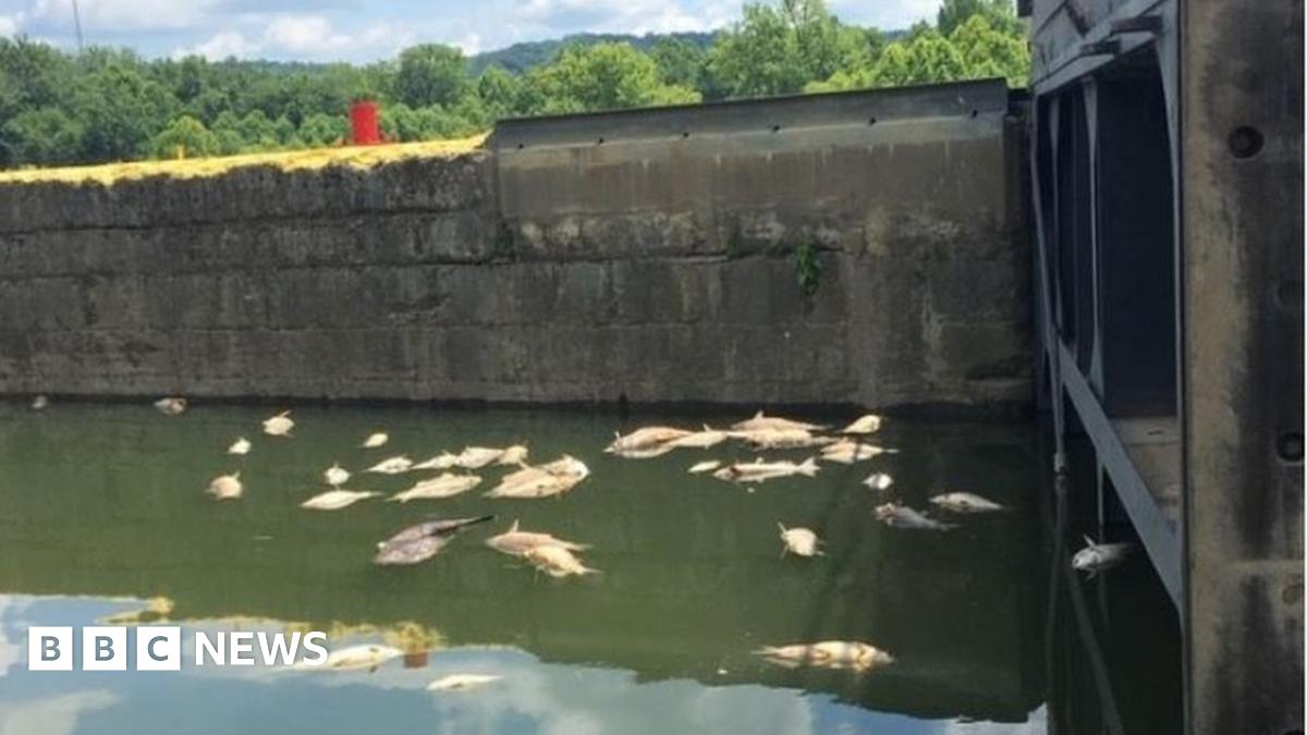 Thousands of dead fish in Kentucky river after Jim Beam warehouse fire - BBC News