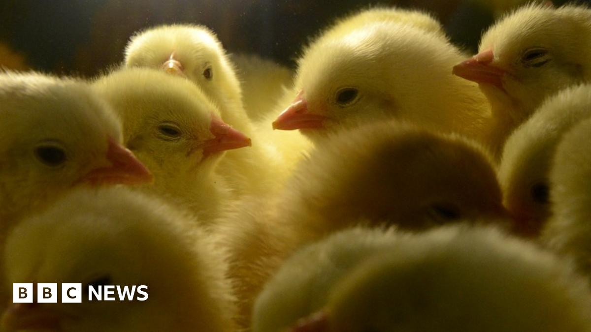 Tonga gives away thousands of chicks in anti-fat drive - BBC News
