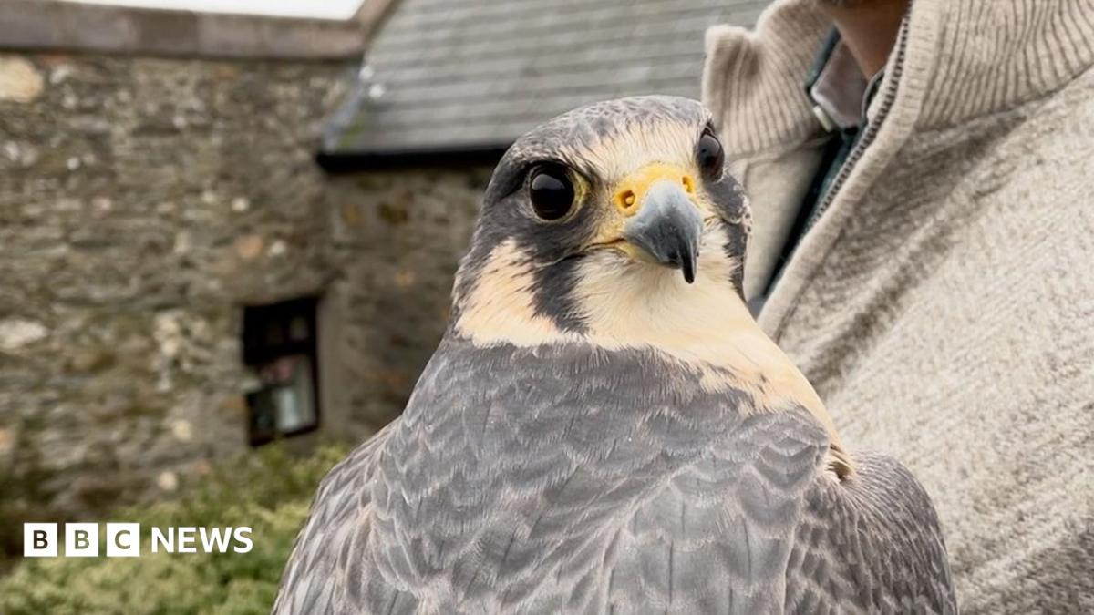 Residents raise fears for wildlife over onshore wind farm proposals ...