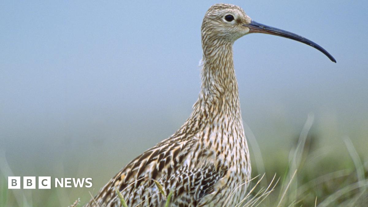 Curlew should be priority species, says RSPB Scotland - BBC News