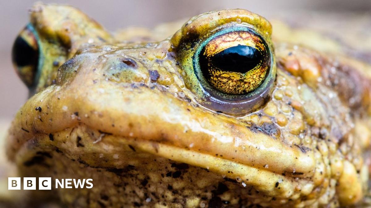 Fewer frogs and toads in Scottish gardens - BBC News