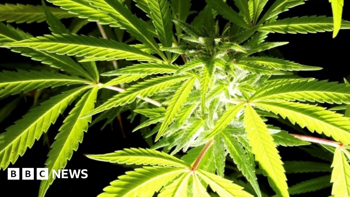 Man jailed over cannabis farm at Ayr go-kart complex - BBC News