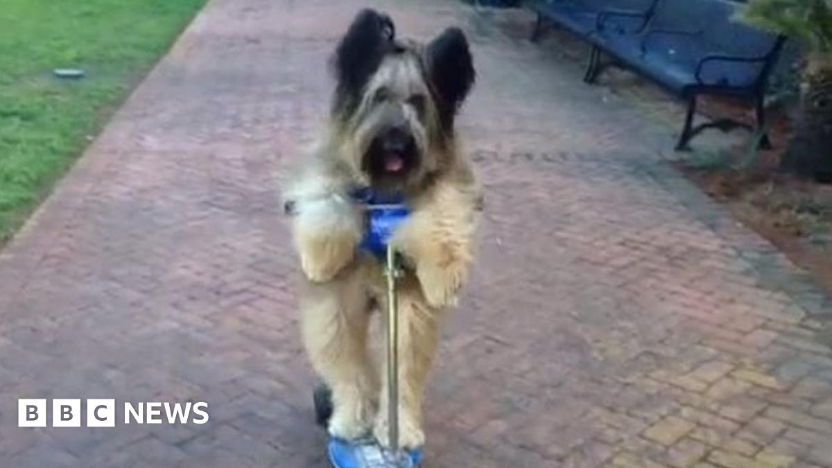 Here are some of the best Vines ever made - according to the internet ...