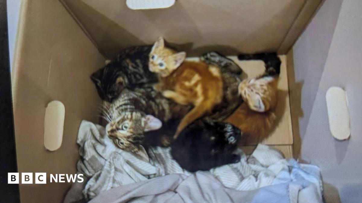 Cat and her four kittens found in A1079 layby at Dunswell - BBC News