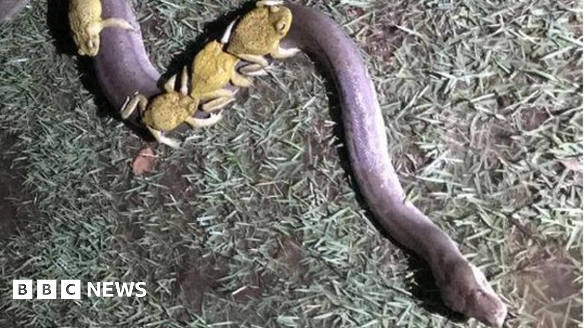 Australian cane toads hitch a lift on python's back after storm - BBC News