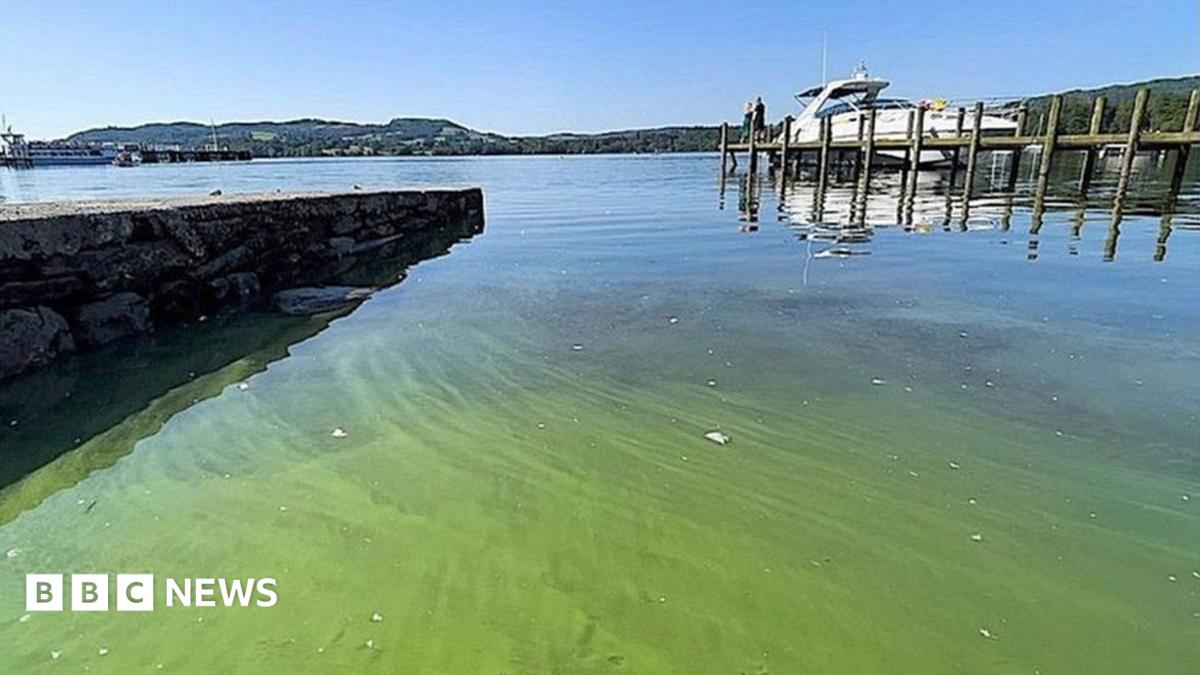 Windermere: Harmful algae spreads across lake in heatwave - BBC News