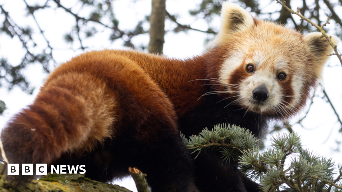 Bristol Zoo Project welcomes endangered red panda Nilo - BBC News
