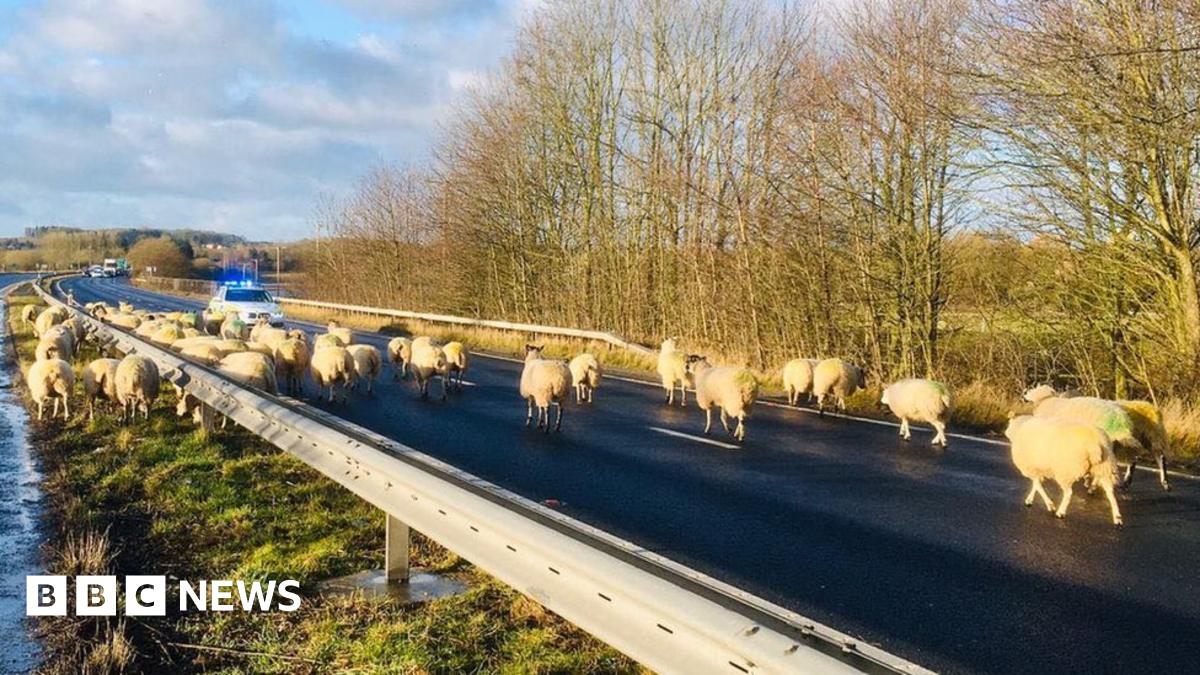 Sheep block A64 dual carriageway near Tadcaster - BBC News