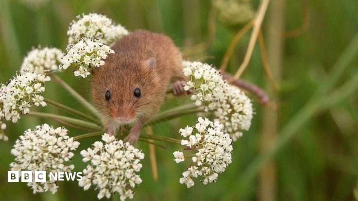 Hundreds of harvest mice released to boost Northumberland colony - BBC News