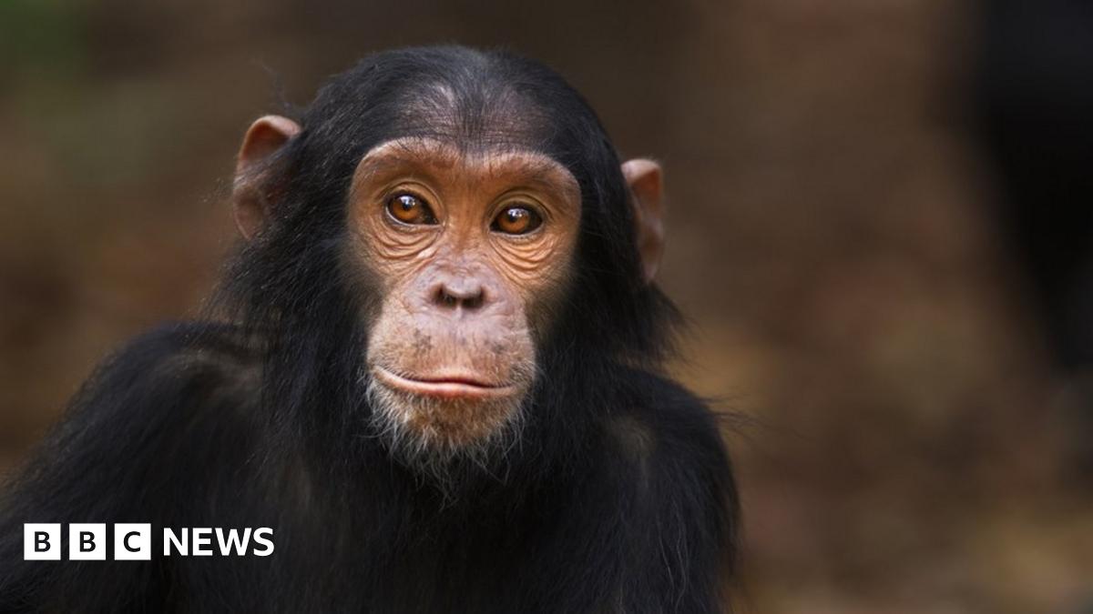 Primates: New rules make it harder to keep them as pets - BBC News