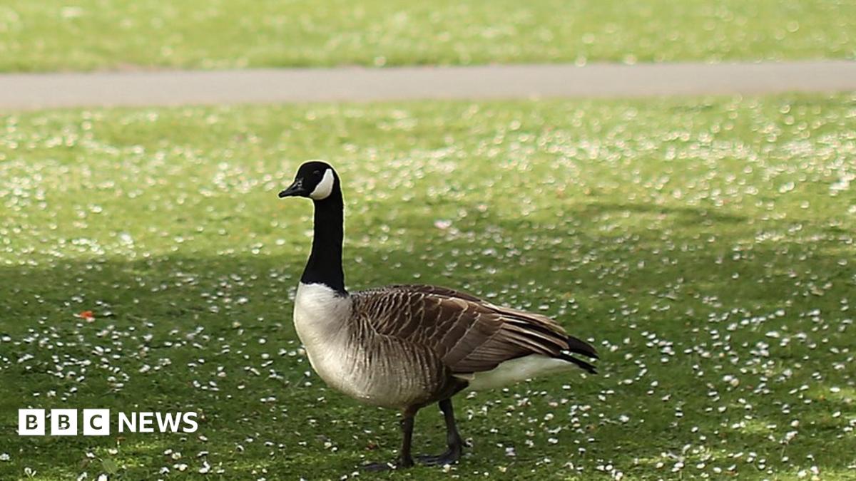 Goose dies after dog attack at Derby's Allestree Park - BBC News