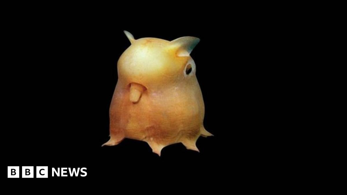 In pictures: Asia's creatures of the deep sea - BBC News