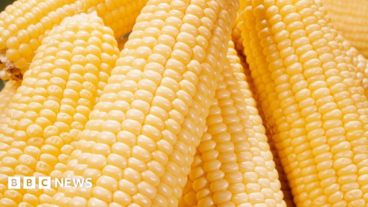 Mexico's planned GM corn ban 'deep concern' for US - BBC News