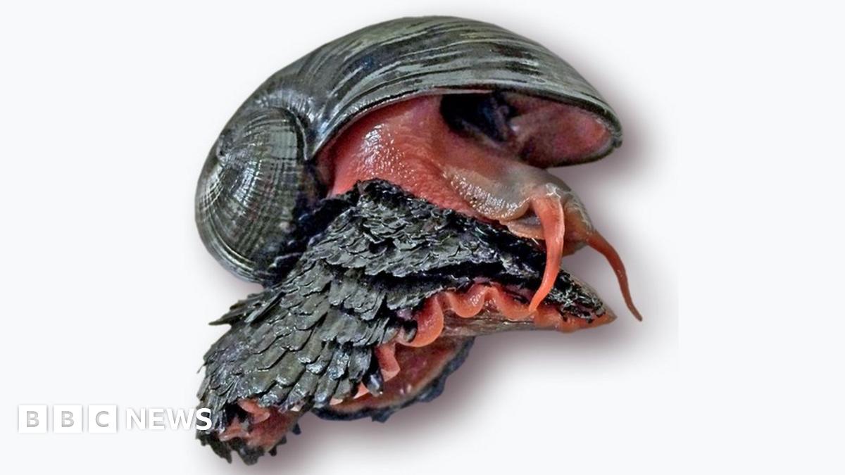 Red List: Extinction threat to overlooked species - BBC News