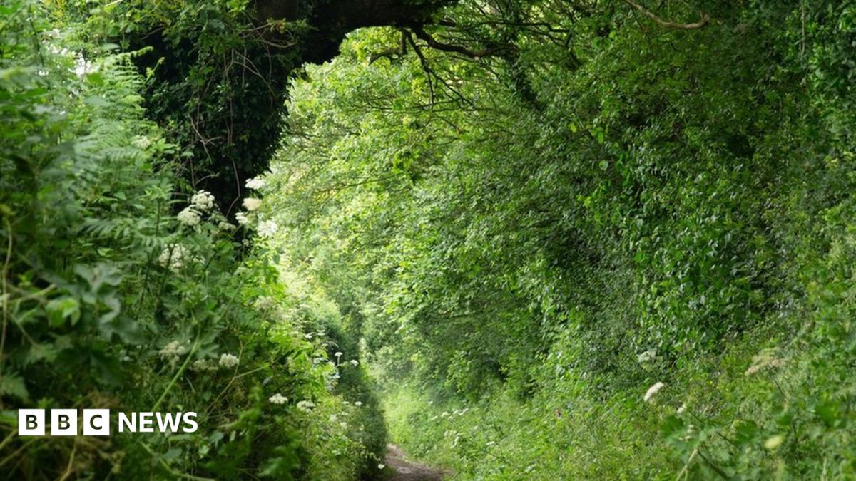 Nature-based farming-subsidies scheme given green light - BBC News