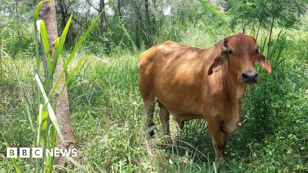 Coney Island: The life and death of a lonely Singapore cow - BBC News