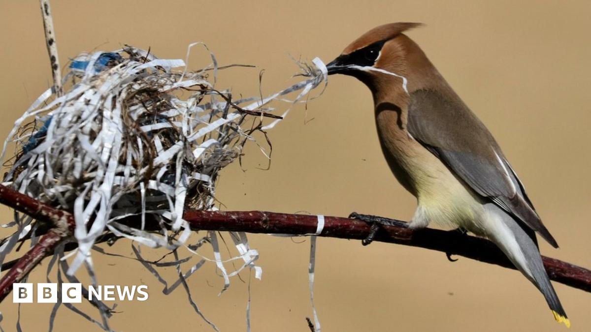 Plastic pollution: Birds all over the world are living in our rubbish ...