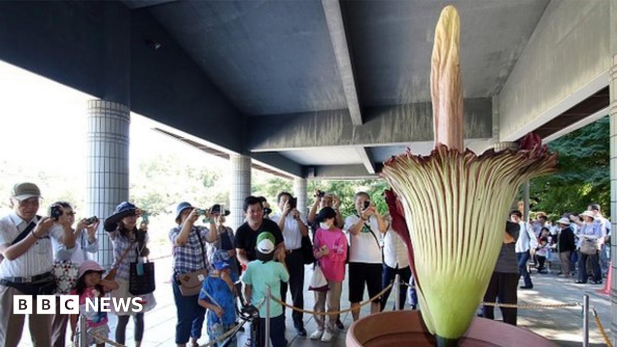 Japan: World's largest flower blooms in Tokyo park - BBC News