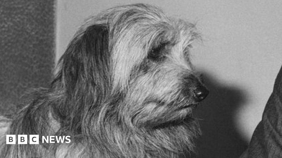 Greyfriars Bobby film star dog honoured in Edinburgh - BBC News