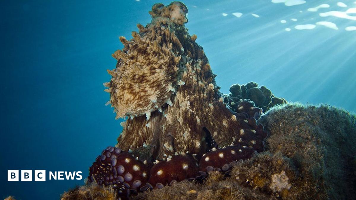 Aberystwyth: Octopus database plan to stop overfishing - BBC News