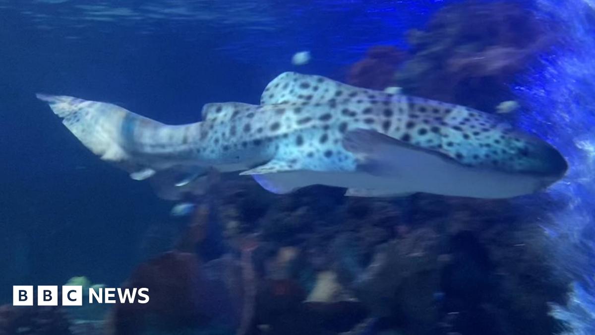Zebra shark breeding hope at Weymouth Sealife Centre - BBC News