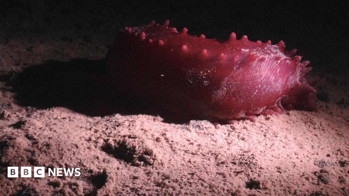 Deep-sea mining hotspot teems with mystery animals - BBC News