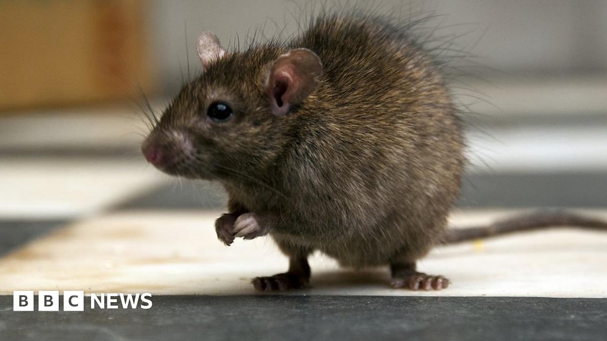 Cardiff: Rat sightings and pest callouts on the rise - BBC News
