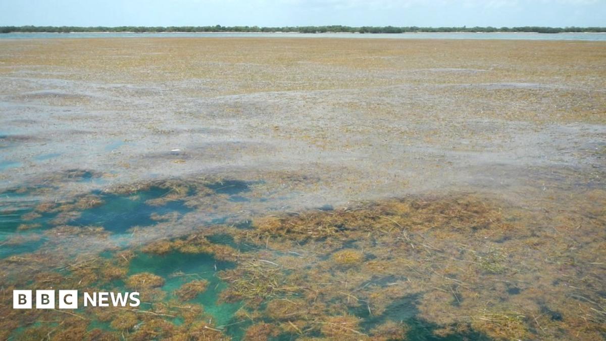 Sargassum: The biggest seaweed bloom in the world - BBC News
