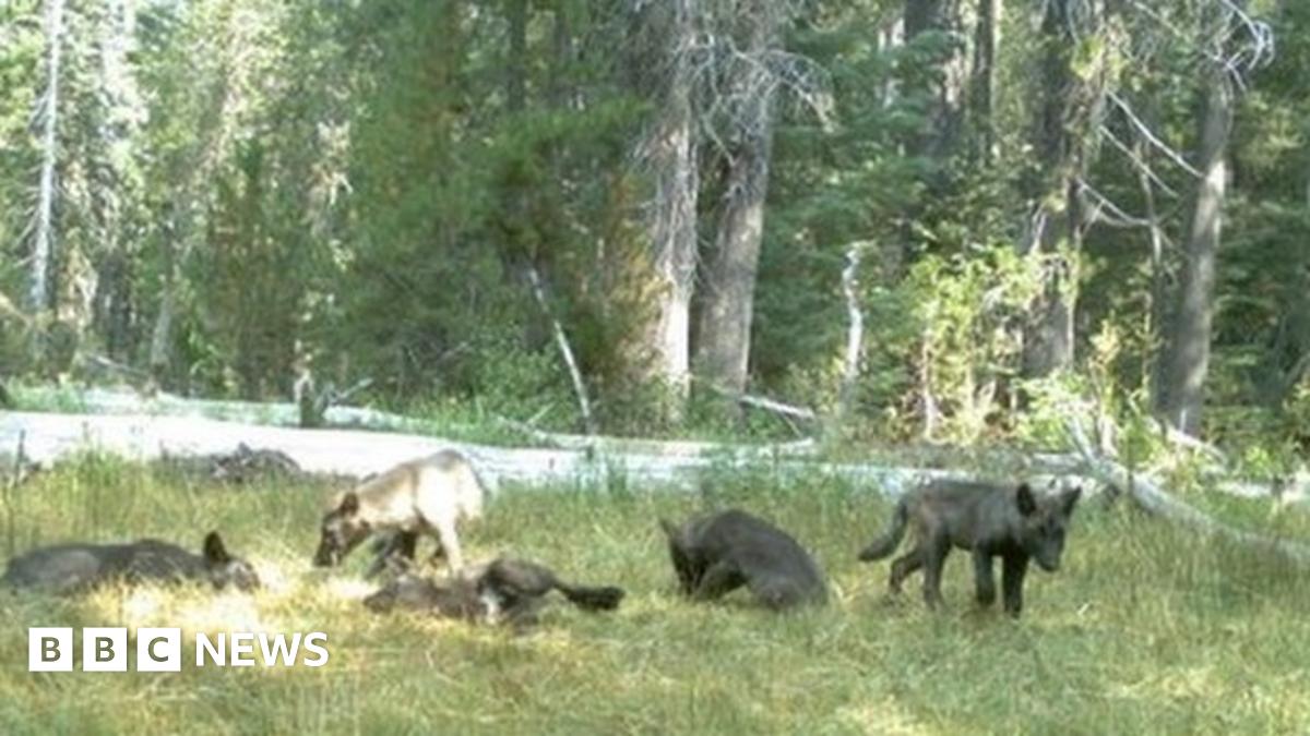 Wolf pack sighting could signal comeback in California - BBC News