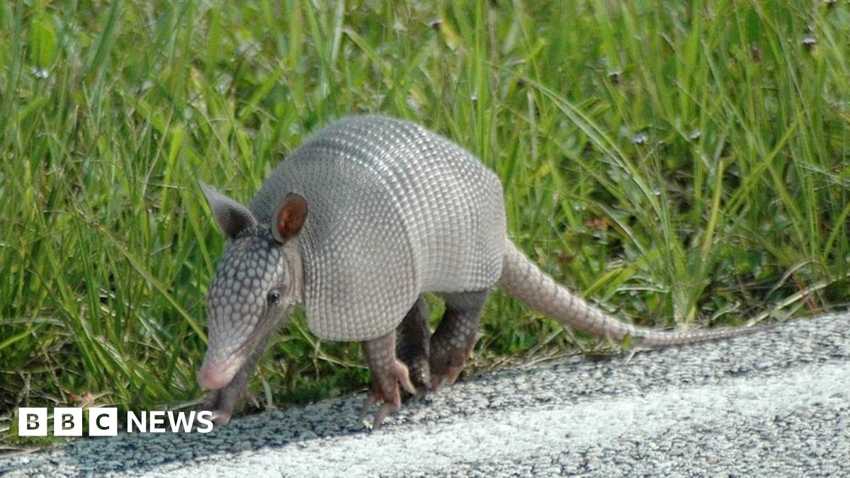 Armadillos blamed for rise in leprosy cases in Florida - BBC News
