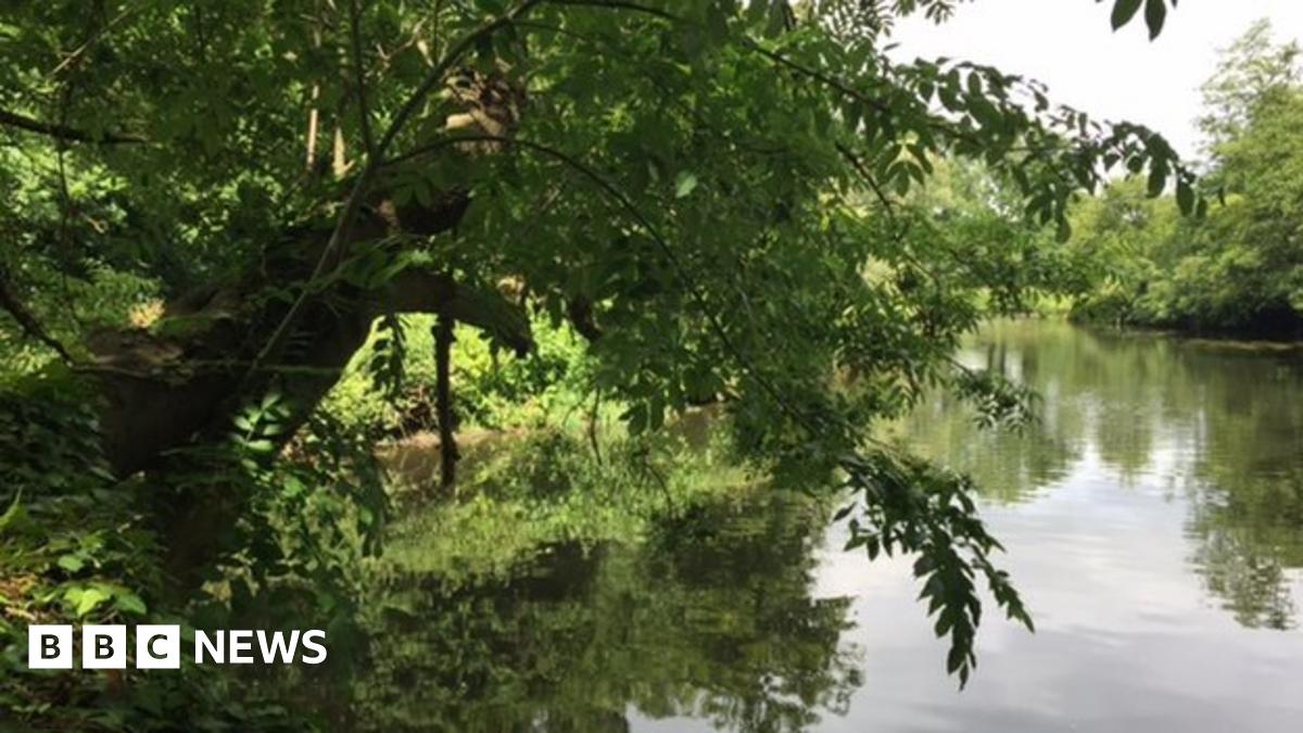 Ash dieback: Scientists identify tree showing disease tolerance - BBC News