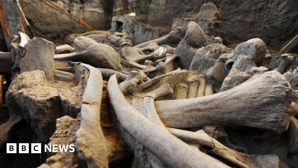 Remains of a mammoth uncovered near Mexico City - BBC News