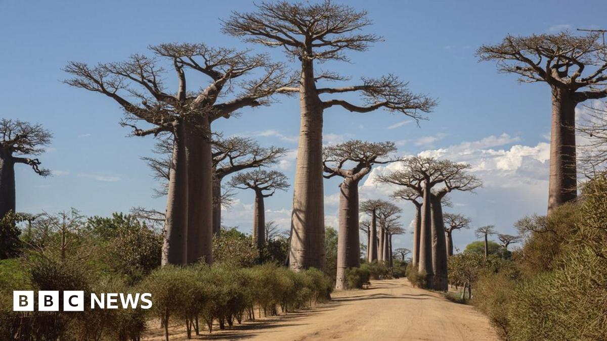 Scientists solve mystery of ancient 'tree of life' - BBC News
