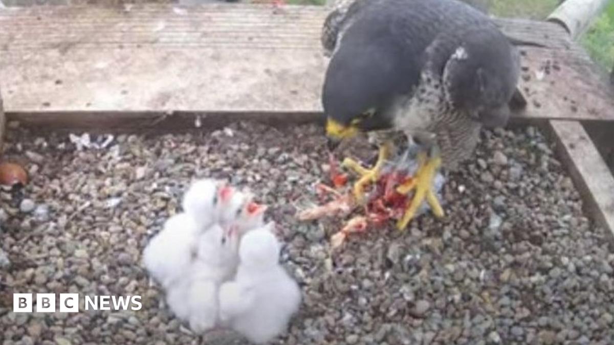 Worcester Cathedral's clutch of falcon eggs all hatch - BBC News