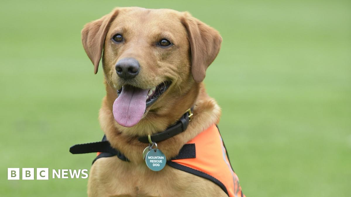 Selkirk dog honoured for blizzard rescue - BBC News