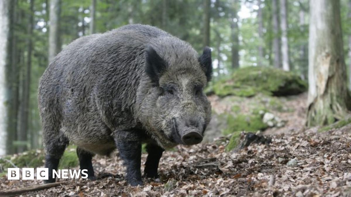 Forest of Dean wild boar numbers double despite cull - BBC News