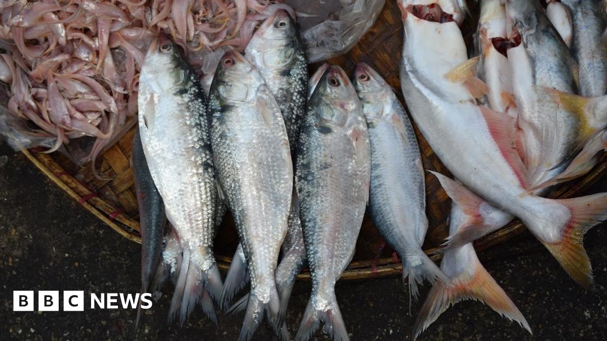 Hilsa: The fish that is being loved to death - BBC News