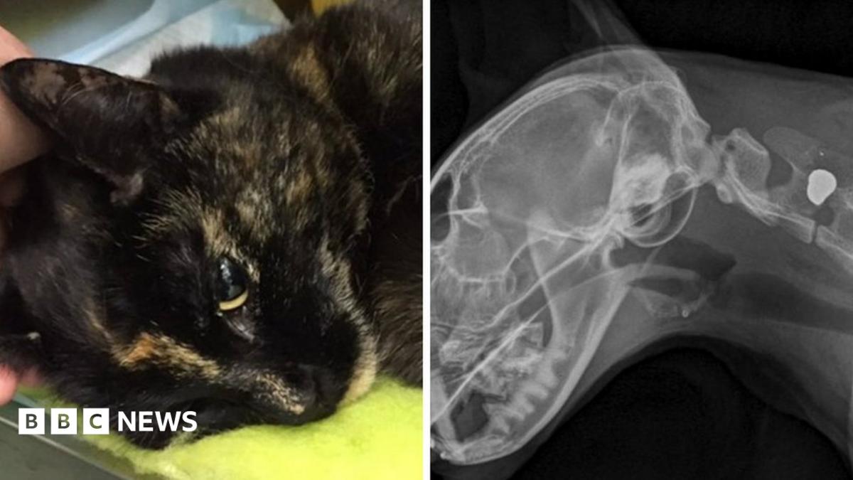 Cat shot in neck with air rifle in Huyton, Liverpool - BBC News