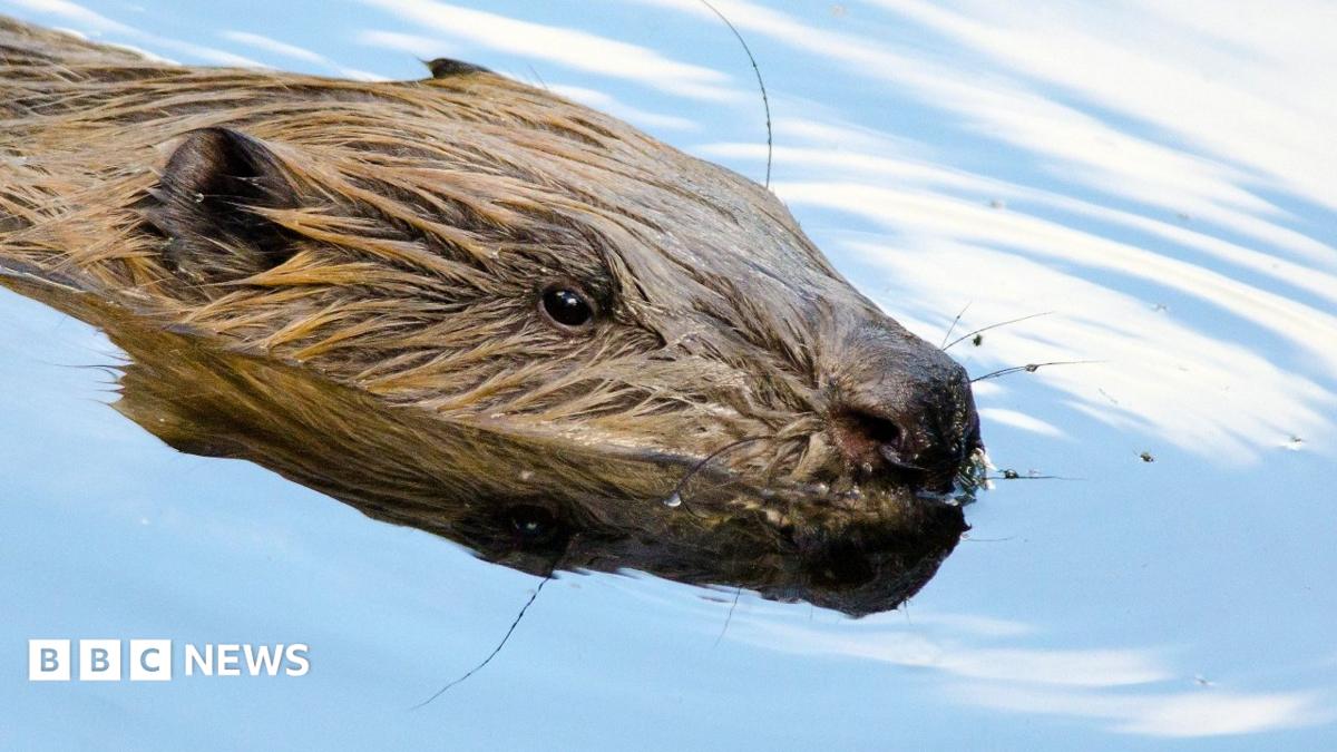 Perth becomes first UK city centre with resident beavers - BBC News