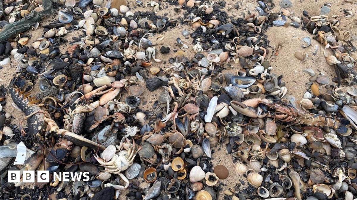 Shellfish deaths: Environment, Food and Rural Affairs Committee calls ...
